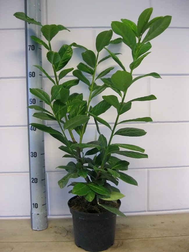 Taxus and Prunus in spieces - KennisPlants