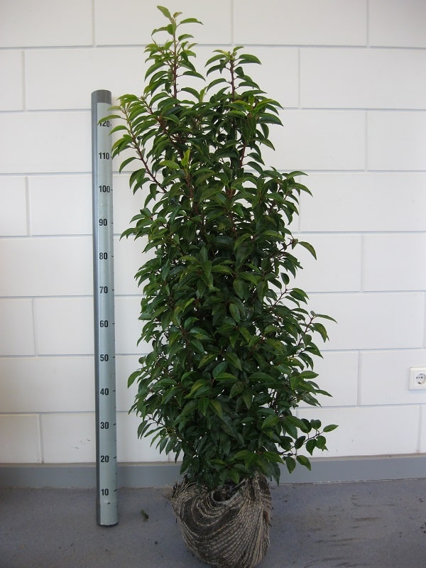 Taxus and Prunus in spieces - KennisPlants