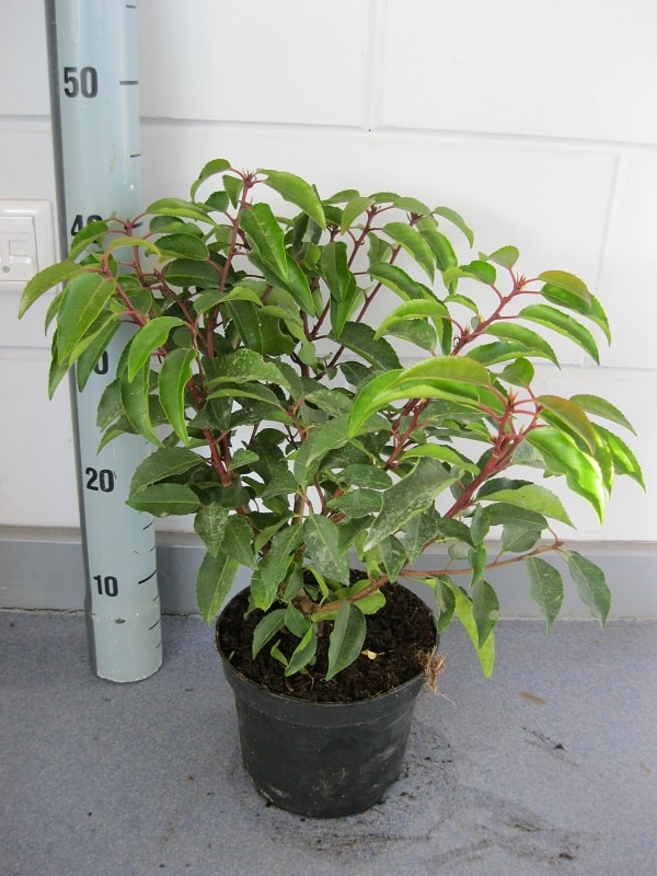 Taxus and Prunus in spieces - KennisPlants
