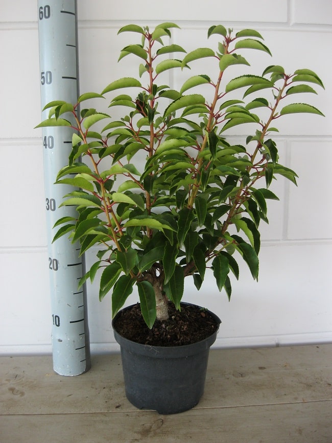 Taxus and Prunus in spieces - KennisPlants