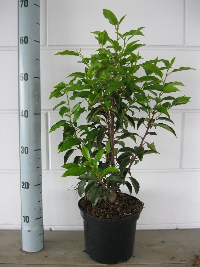 Taxus and Prunus in spieces - KennisPlants