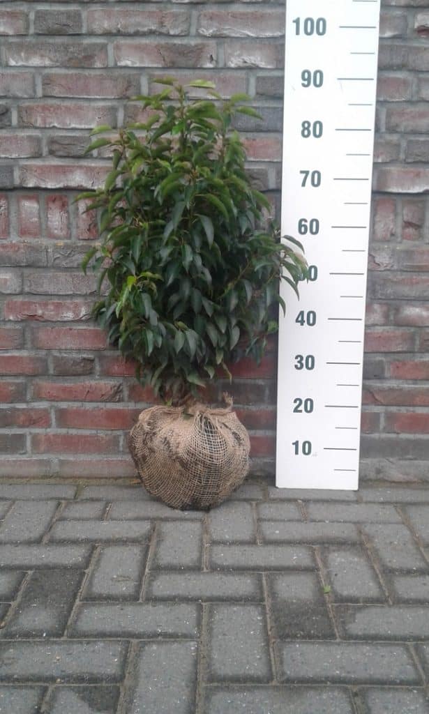 Taxus and Prunus in spieces - KennisPlants