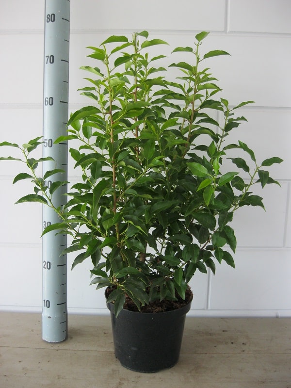TAXUS EN PRUNUS IN SOORTEN - KennisPlants
