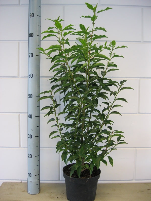 TAXUS EN PRUNUS IN SOORTEN - KennisPlants