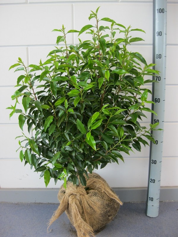 Taxus and Prunus in spieces - KennisPlants