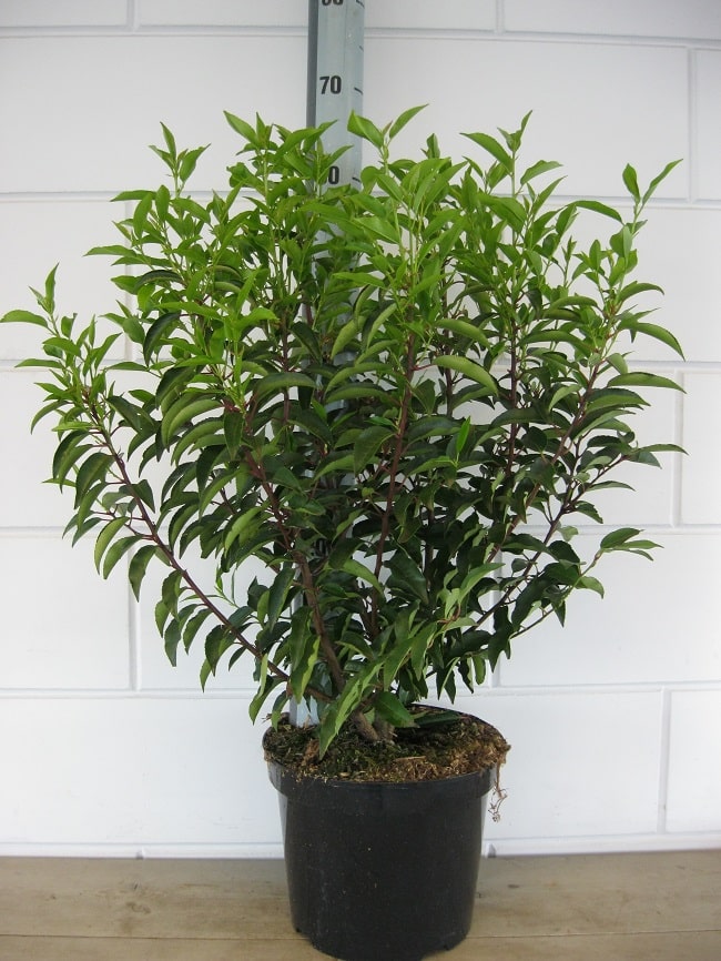 TAXUS EN PRUNUS IN SOORTEN - KennisPlants