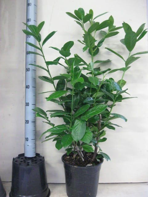 Taxus and Prunus in spieces - KennisPlants