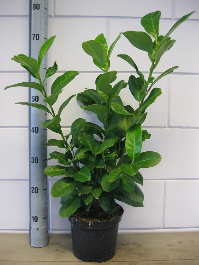 Taxus and Prunus in spieces - KennisPlants