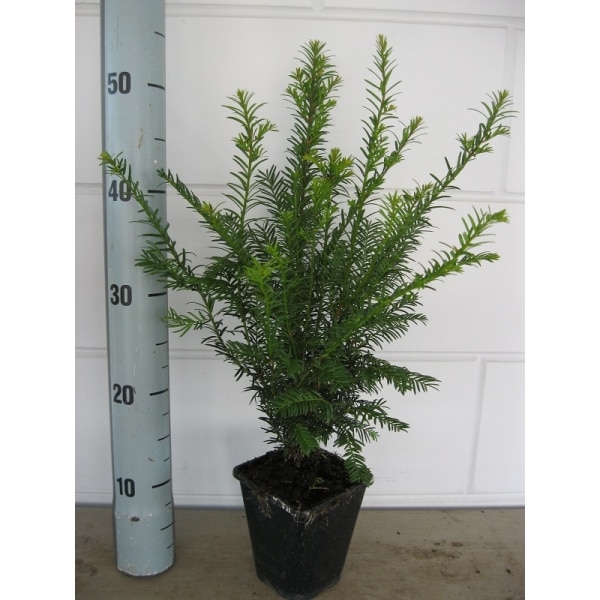 Taxus and Prunus in spieces - KennisPlants