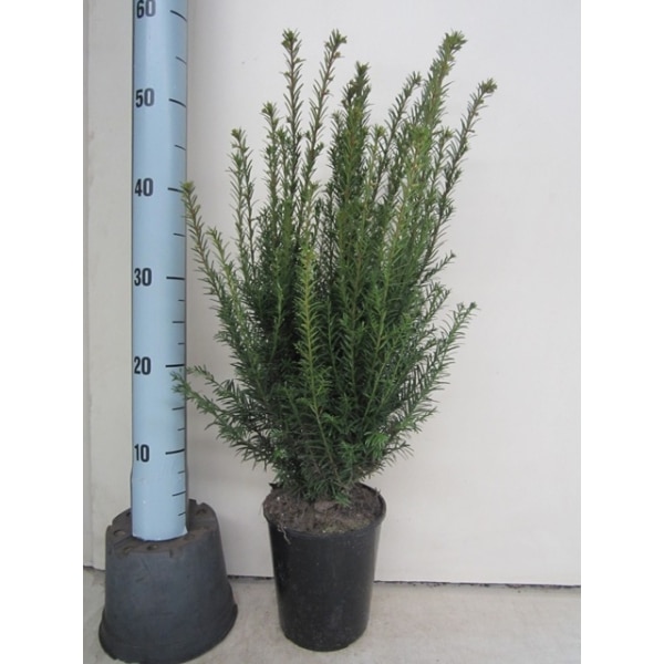 Taxus and Prunus in spieces - KennisPlants