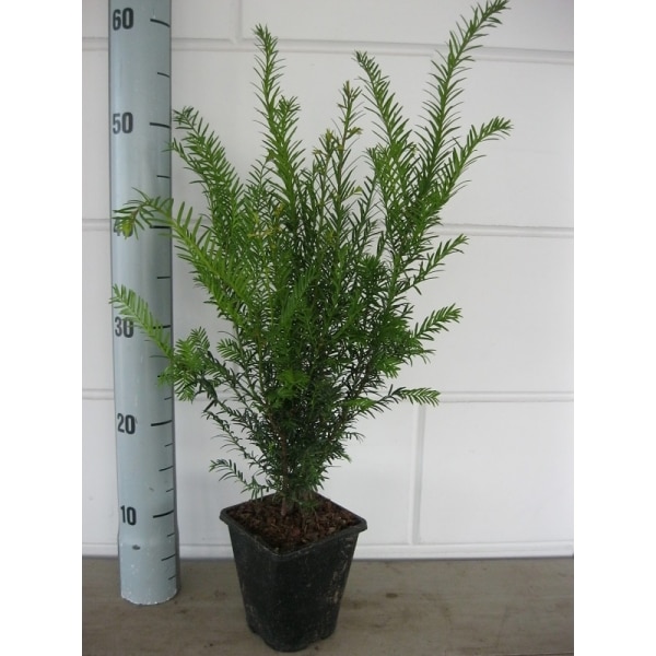 Taxus and Prunus in spieces - KennisPlants