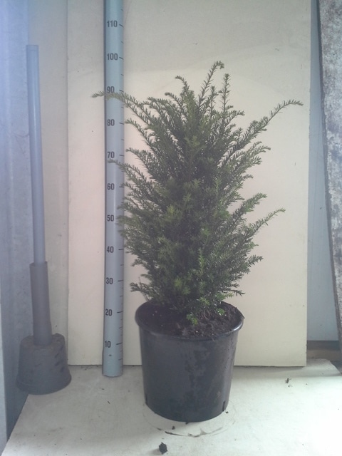 TAXUS EN PRUNUS IN SOORTEN - KennisPlants