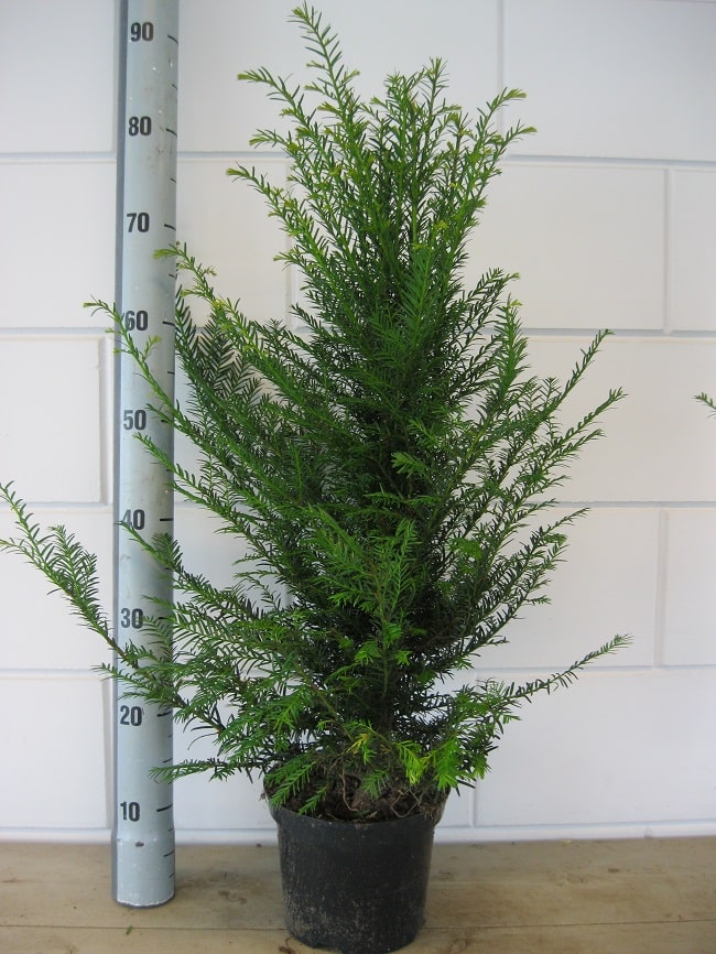 TAXUS EN PRUNUS IN SOORTEN - KennisPlants
