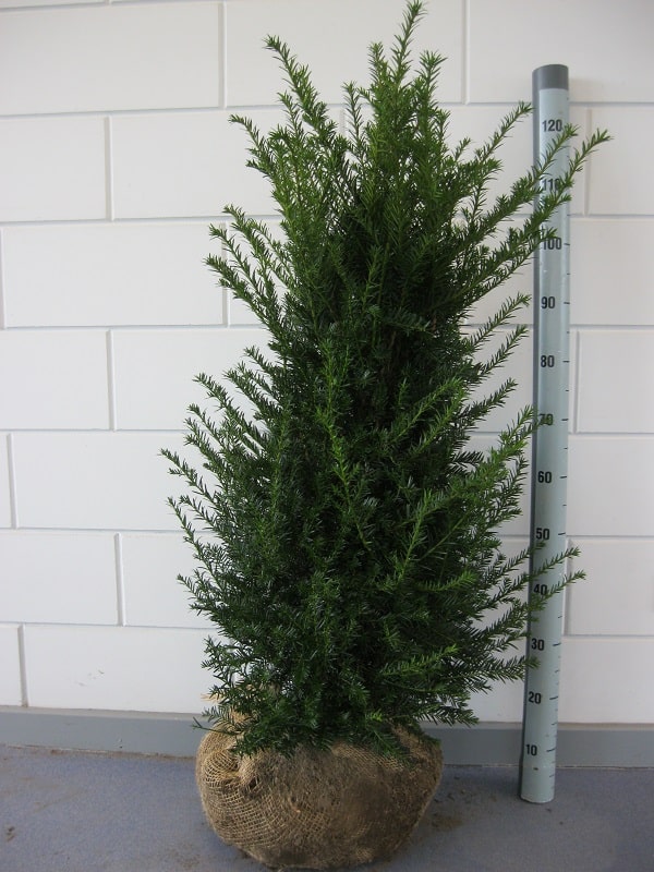Taxus and Prunus in spieces - KennisPlants
