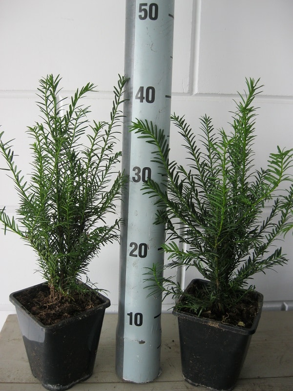 Taxus and Prunus in spieces - KennisPlants