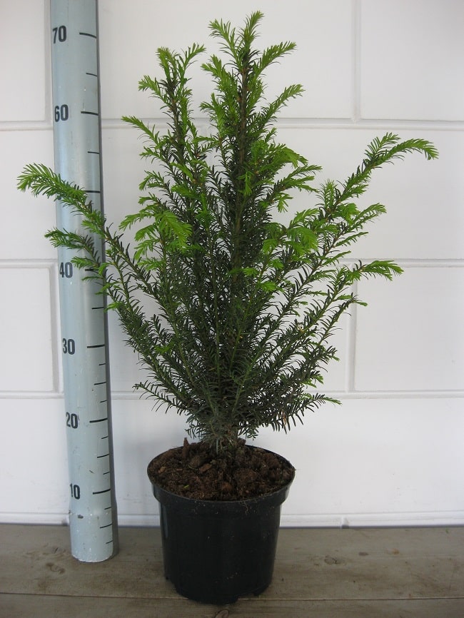 Taxus and Prunus in spieces - KennisPlants