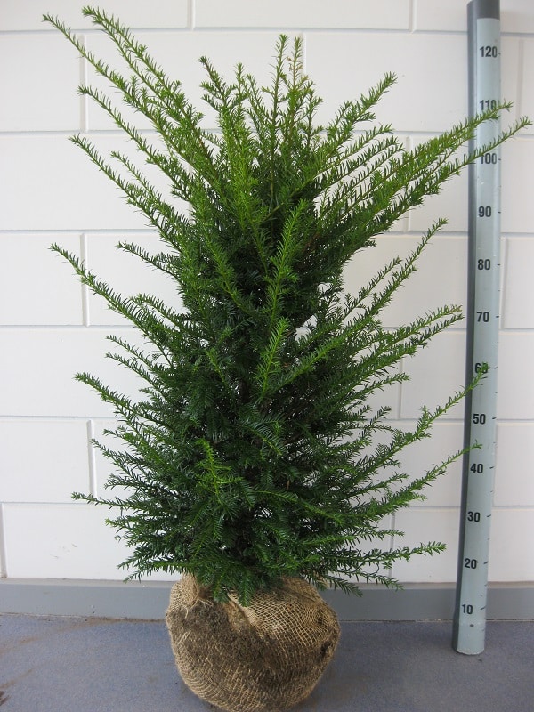 TAXUS EN PRUNUS IN SOORTEN - KennisPlants