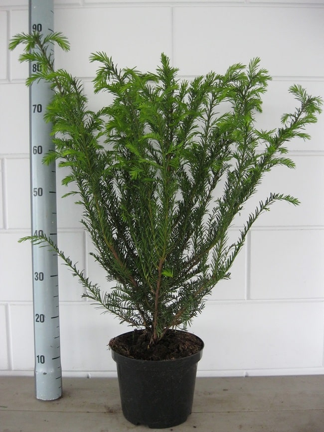 TAXUS EN PRUNUS IN SOORTEN - KennisPlants