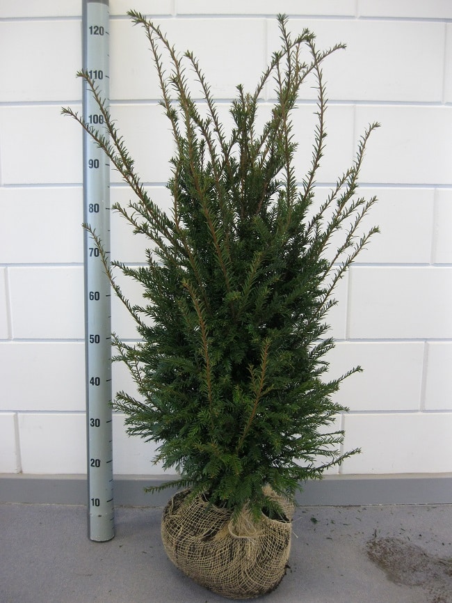 TAXUS EN PRUNUS IN SOORTEN - KennisPlants